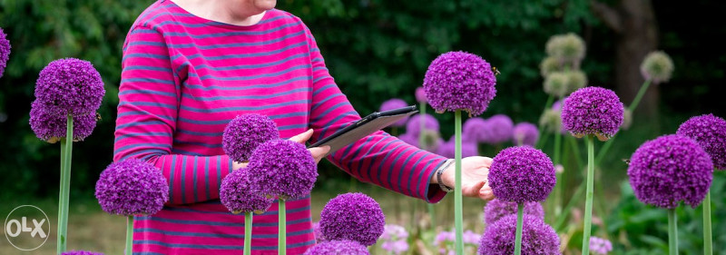 Lukovice Džinovski ukrasni luk (Allium giganteum) - Biljke i cvijeće ...