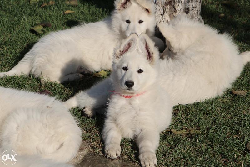 Švajcarski bijeli ovčar - Psi i Štenad - OLX.ba