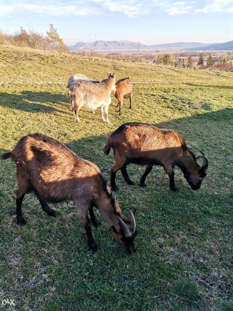 Koza alpska sjarna koze alpine jarad - Koze - OLX.ba