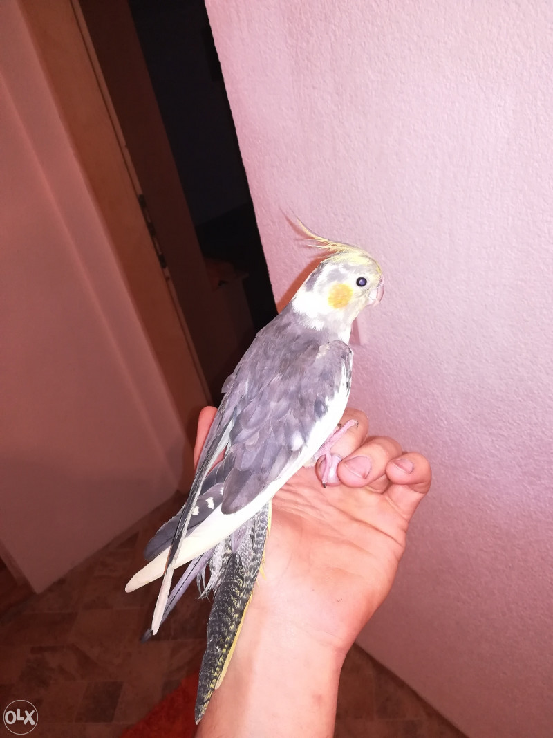 Nimfe papagaji - Ptice - OLX.ba