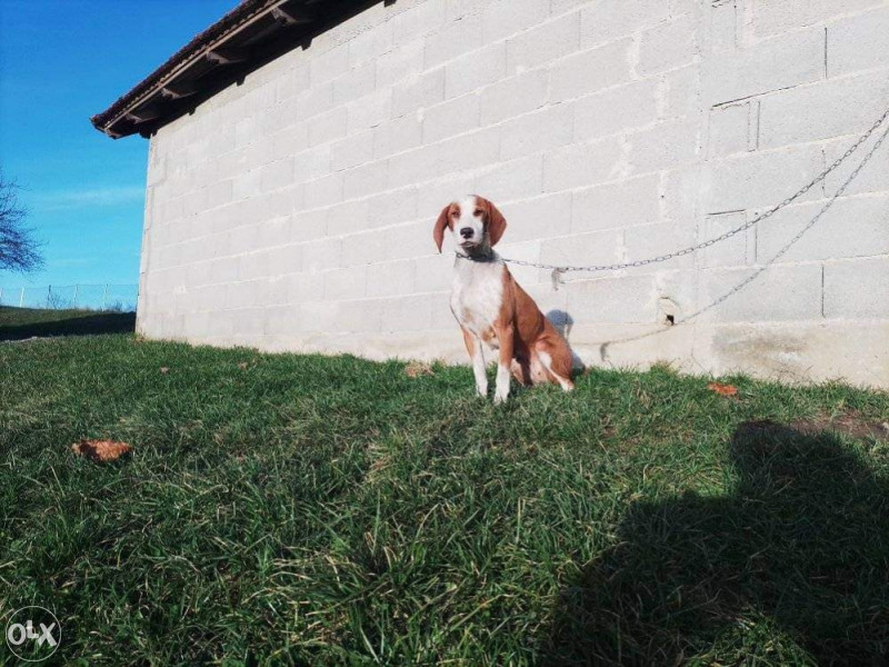 Lovacki pas posavac - Psi i Štenad - OLX.ba