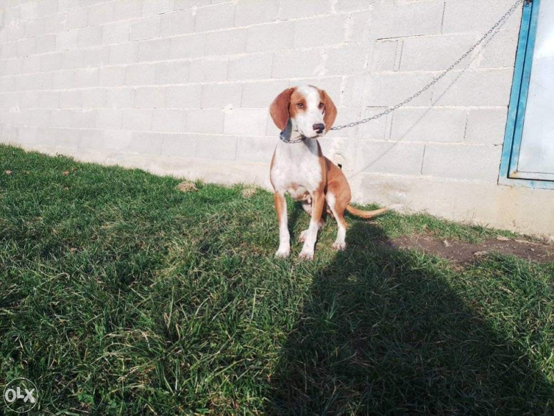 Lovacki pas posavac - Psi i Štenad - OLX.ba