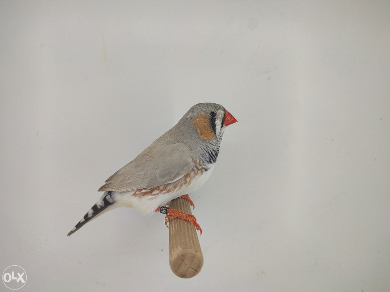 Ptice zebe - Ptice - OLX.ba