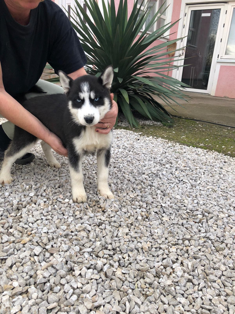 Stenci-Haski - Psi i Štenad - OLX.ba