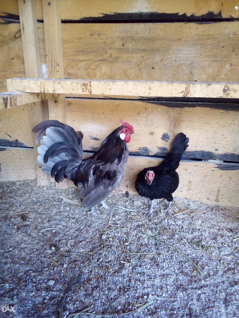 ukrasne koke - Kokoške - OLX.ba