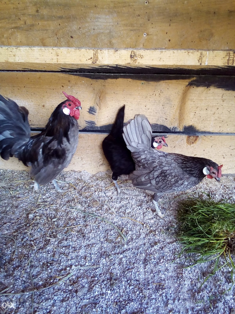 ukrasne koke - Kokoške - OLX.ba