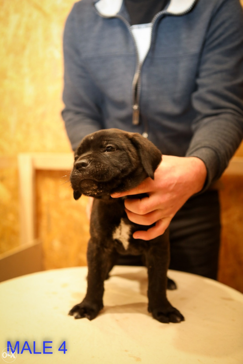 Cane corso stenci stenad - Psi i Štenad - OLX.ba