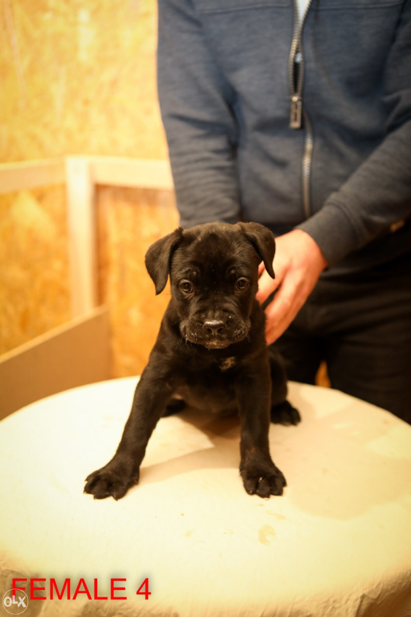 Cane corso stenad stenci - Psi i Štenad - OLX.ba