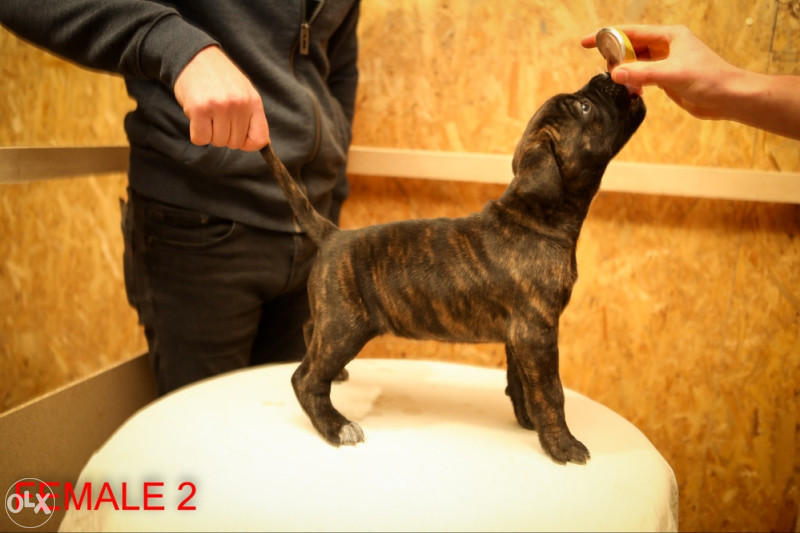 Cane corso stenad stenci - Životinje - Psi i Štenad - Banja Luka - OLX.ba