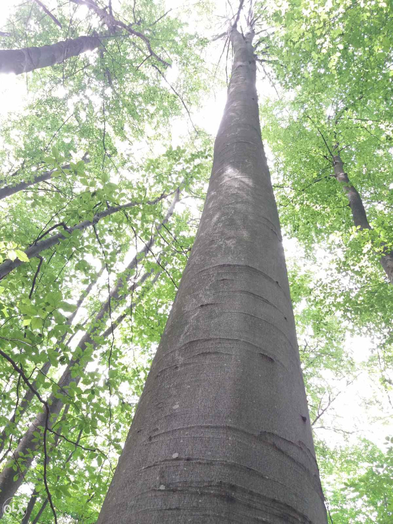 Zemljište Rakovica - Zemljišta - OLX.ba