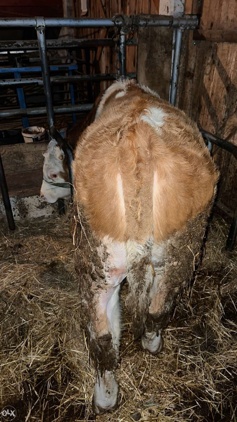 Muško june 7 mjeseci Simentalac - Krave - OLX.ba