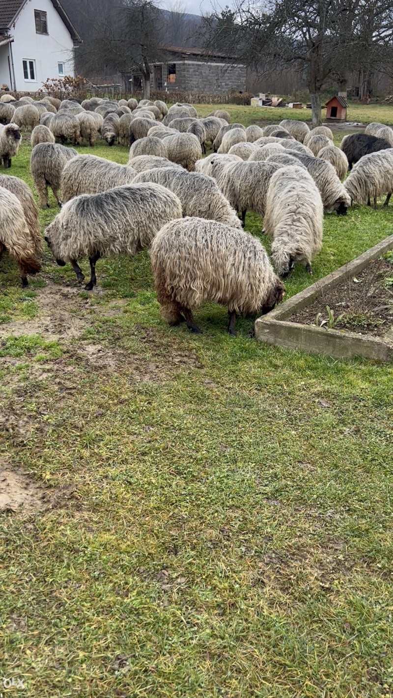 Ovce vlasicke pramenke (Sve u paketu) - Ovce - OLX.ba