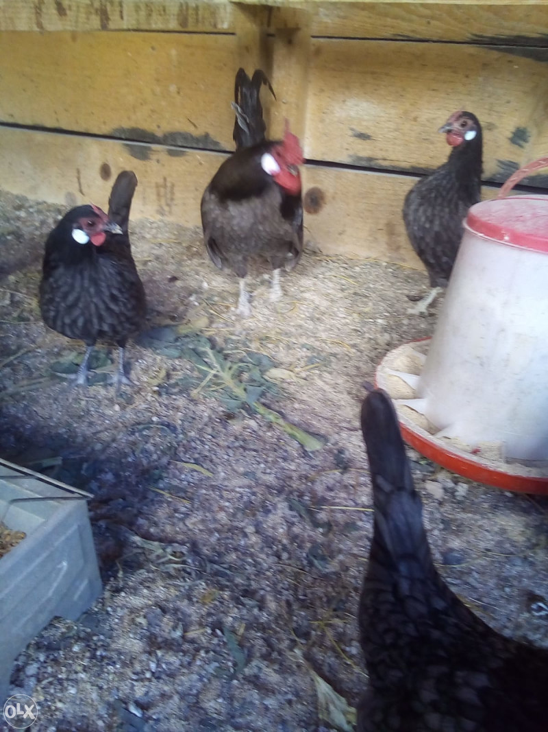 ukrasne koke - Kokoške - OLX.ba