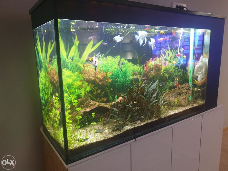 Akvarijum ribe - Akvarijumi - OLX.ba