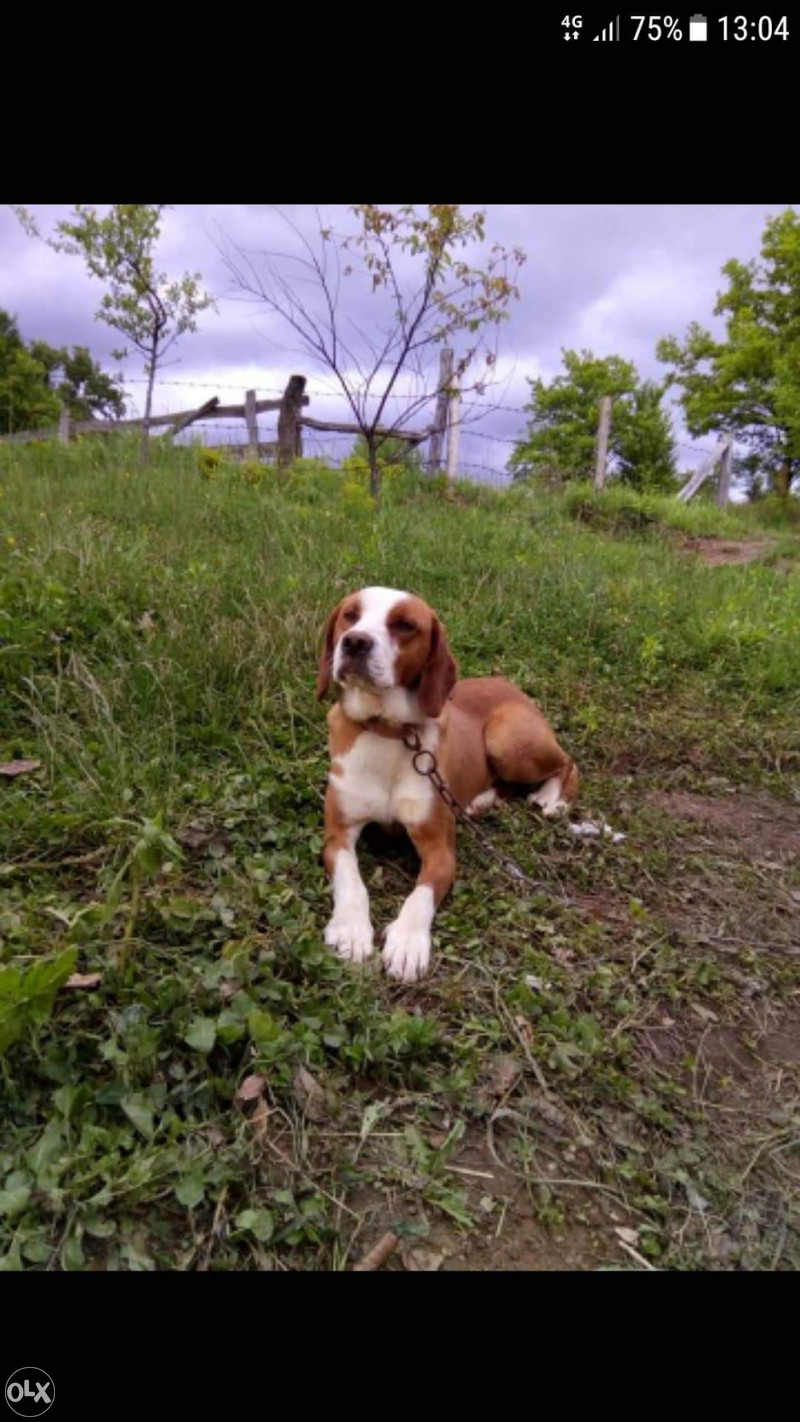 Pas posavac - Psi i Štenad - OLX.ba