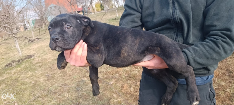 Cane corso stenci stenad - Psi i Štenad - OLX.ba