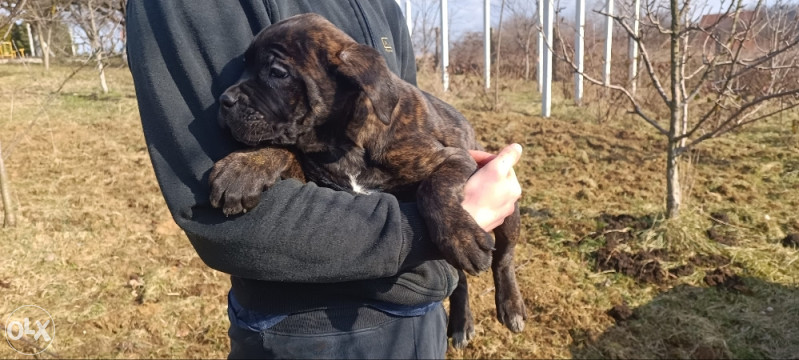 Cane corso stenad stenci - Psi i Štenad - OLX.ba
