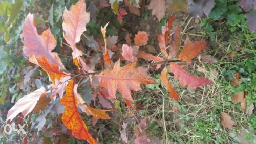 Crveni hrast (Quercus rubra, Northern red oak) - Sadnice - OLX.ba