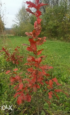 Crveni hrast (Quercus rubra, Northern red oak) - Sadnice - OLX.ba