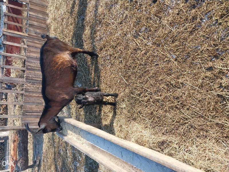 Koza i jare musko 10dana staro - Koze - OLX.ba